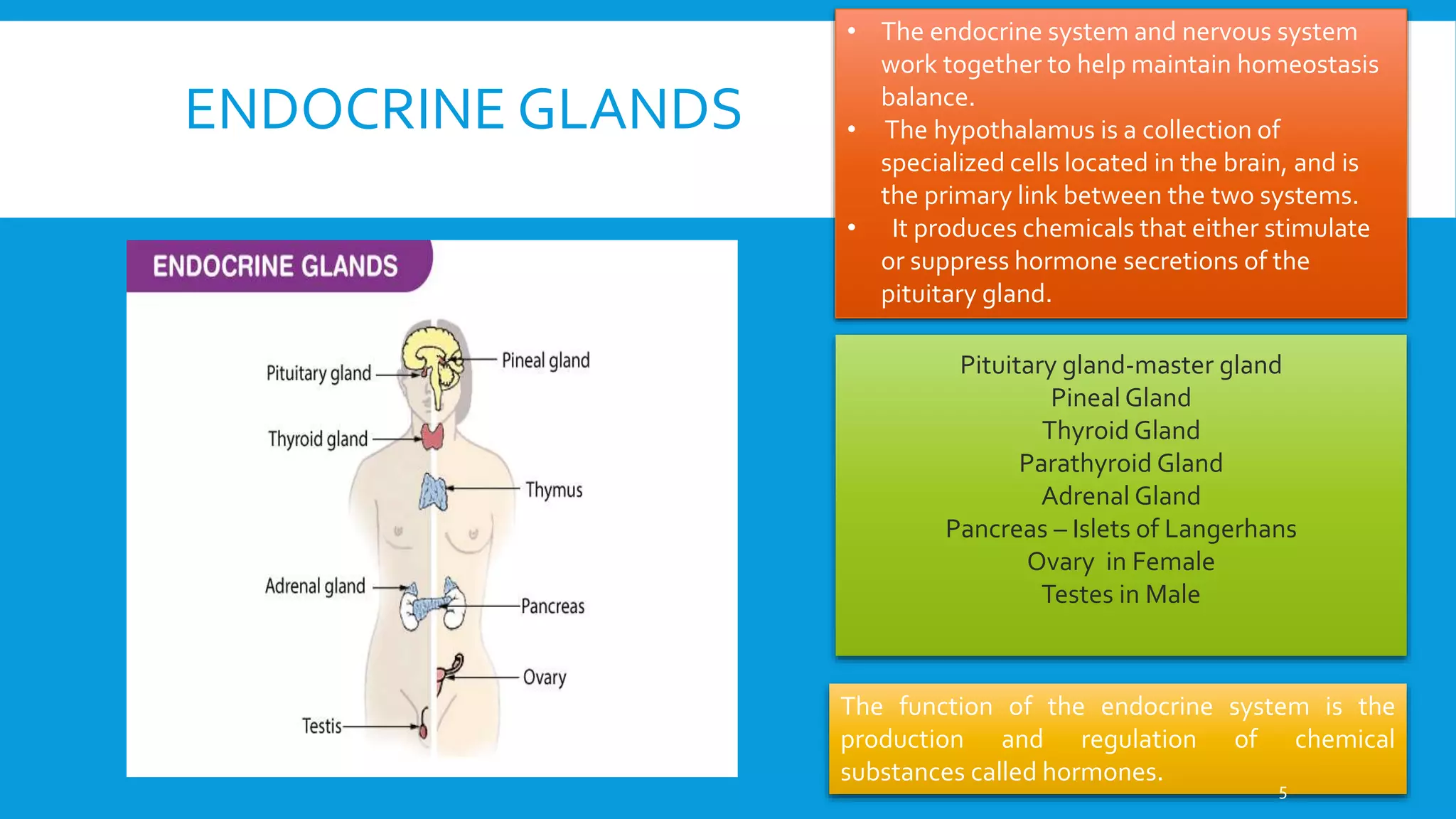 Physiology of Endocrine System | PPTX