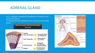 Physiology of Endocrine System | PPTX