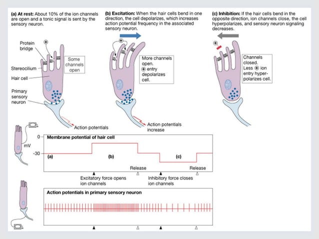 Physiology of equilibrium | PPTX