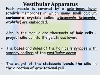 Physiology of equilibrium | PPTX