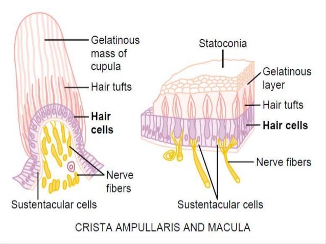Physiology of equilibrium