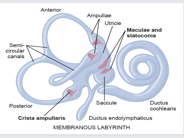 Physiology of equilibrium