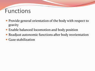 Physiology of equilibrium | PPTX | Brain and Nervous System Disorders ...
