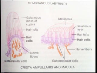 Physiology of equilibrium - Vestibular System | PPTX