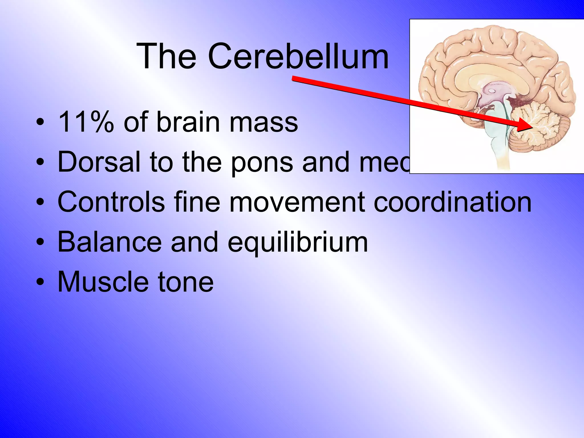 Physiology of equilibrium & balance | PPT