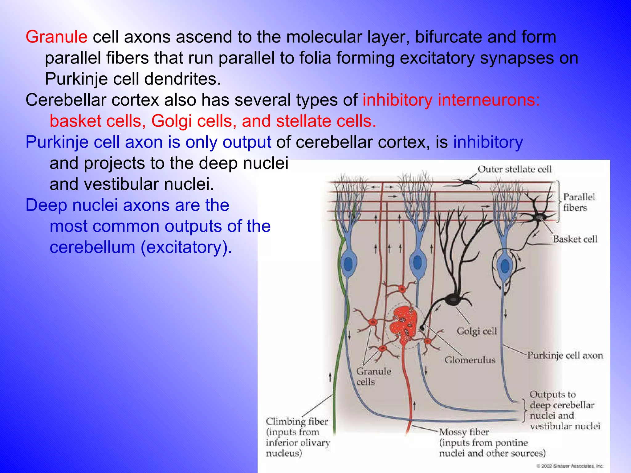Physiology of equilibrium & balance | PPT