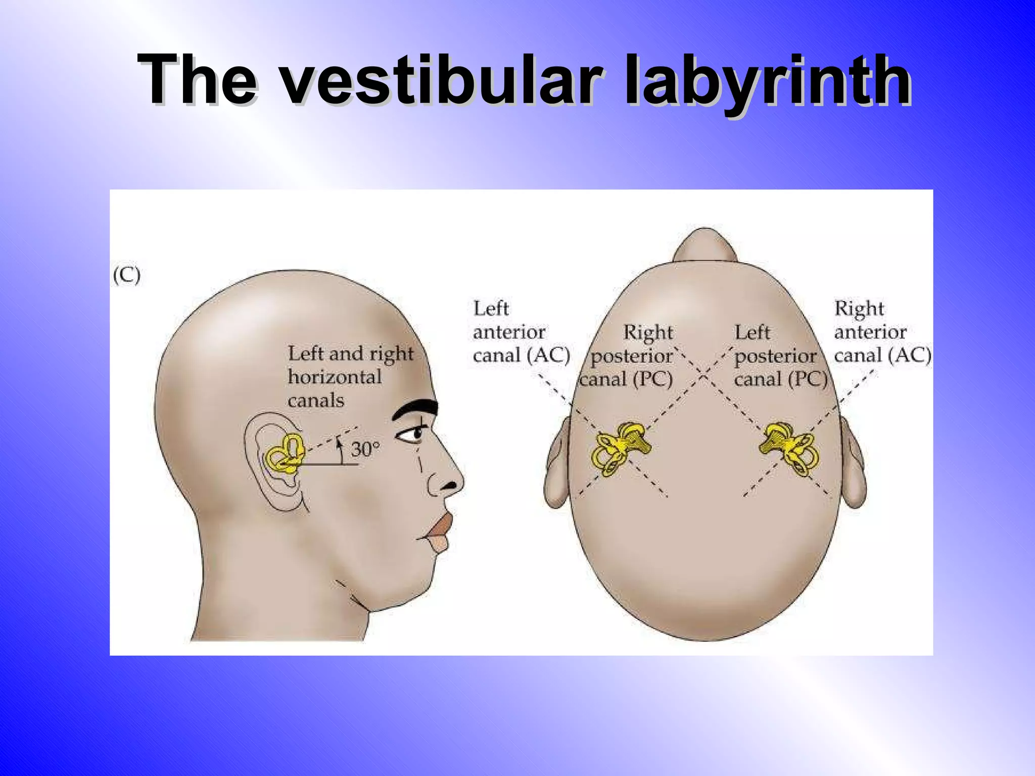 Physiology of equilibrium & balance | PPT