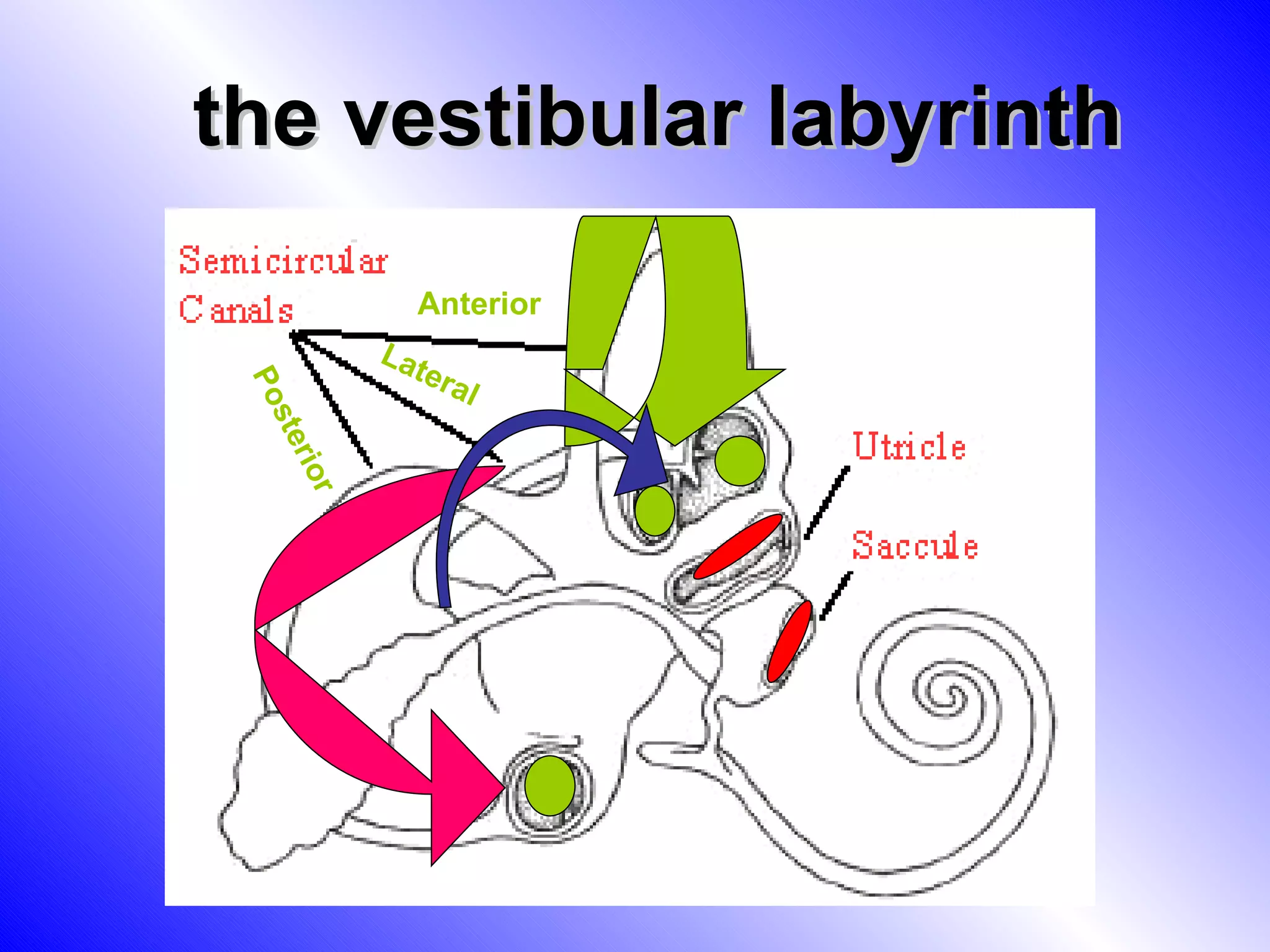 Physiology of equilibrium & balance | PPT