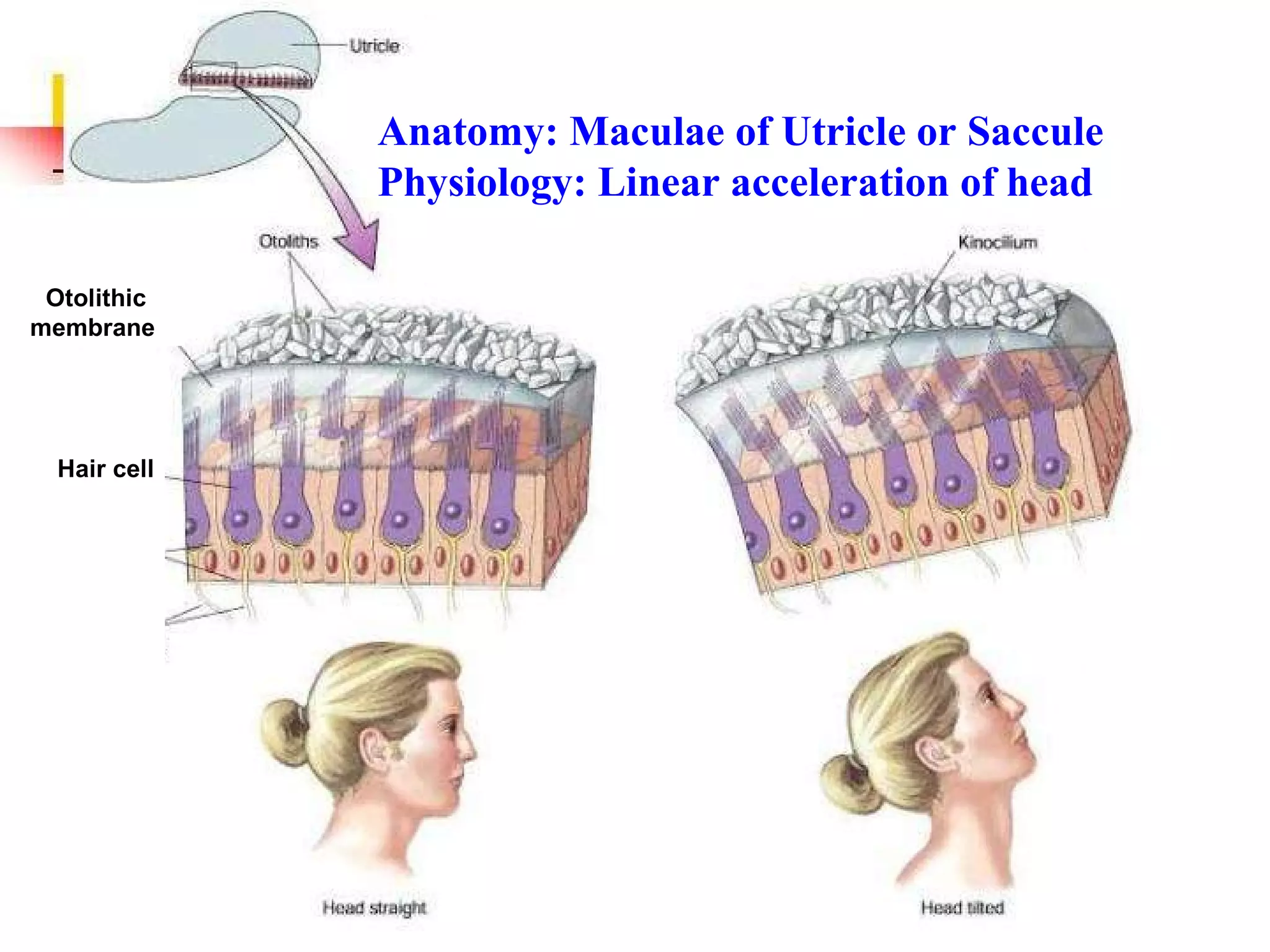 Physiology of equilibrium & balance | PPT