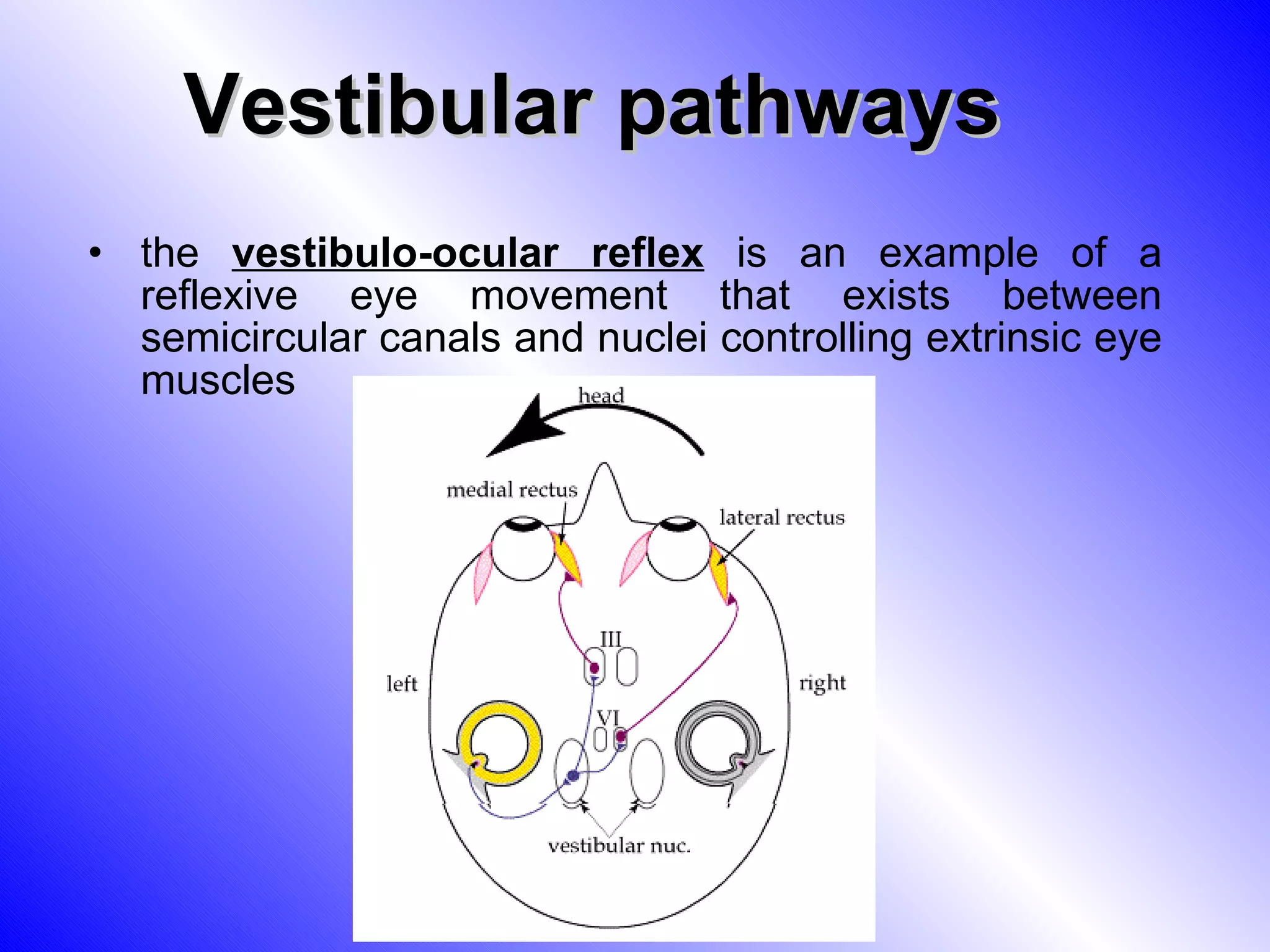 Physiology of equilibrium & balance | PPT