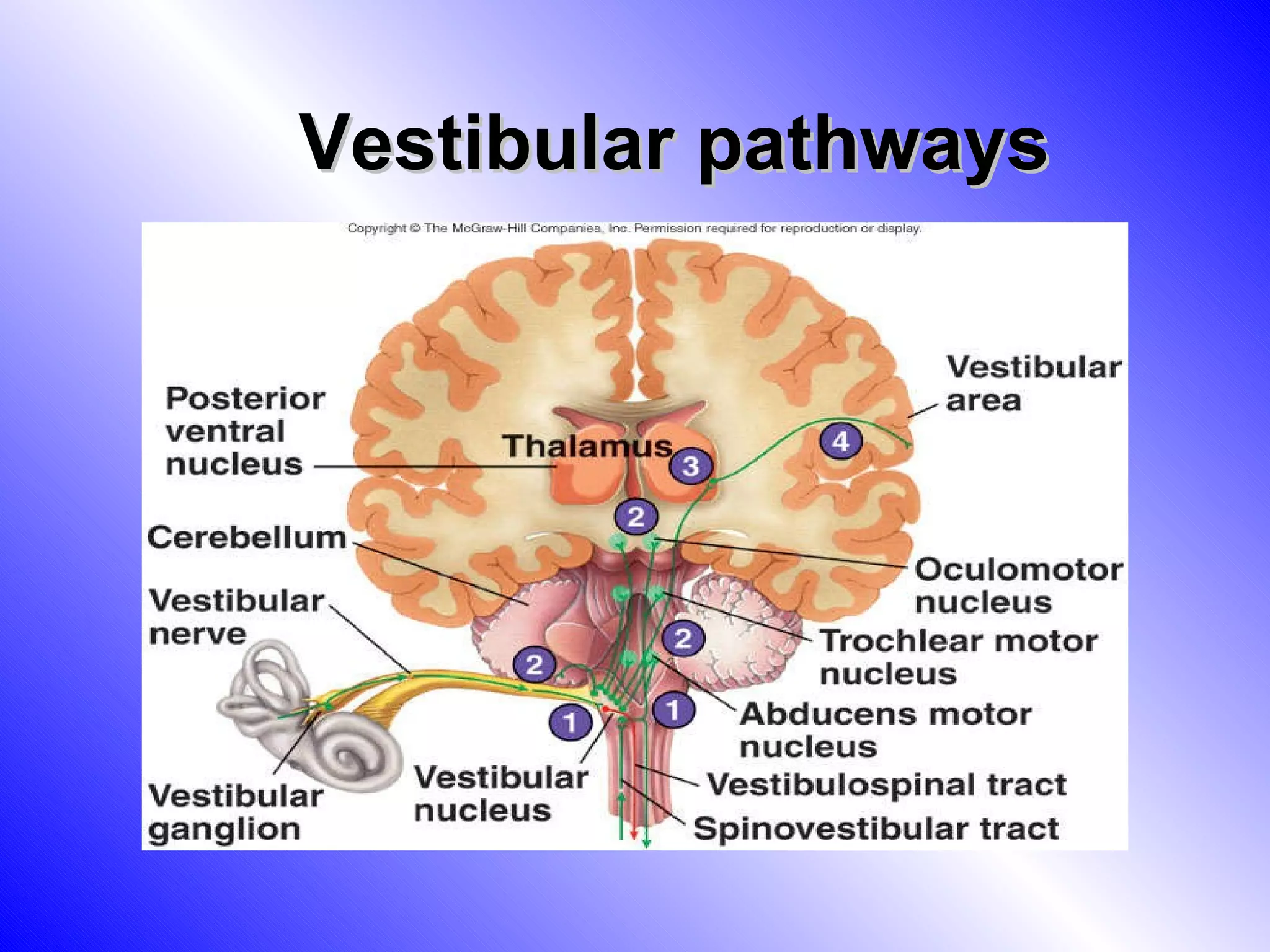 Physiology of equilibrium & balance | PPT