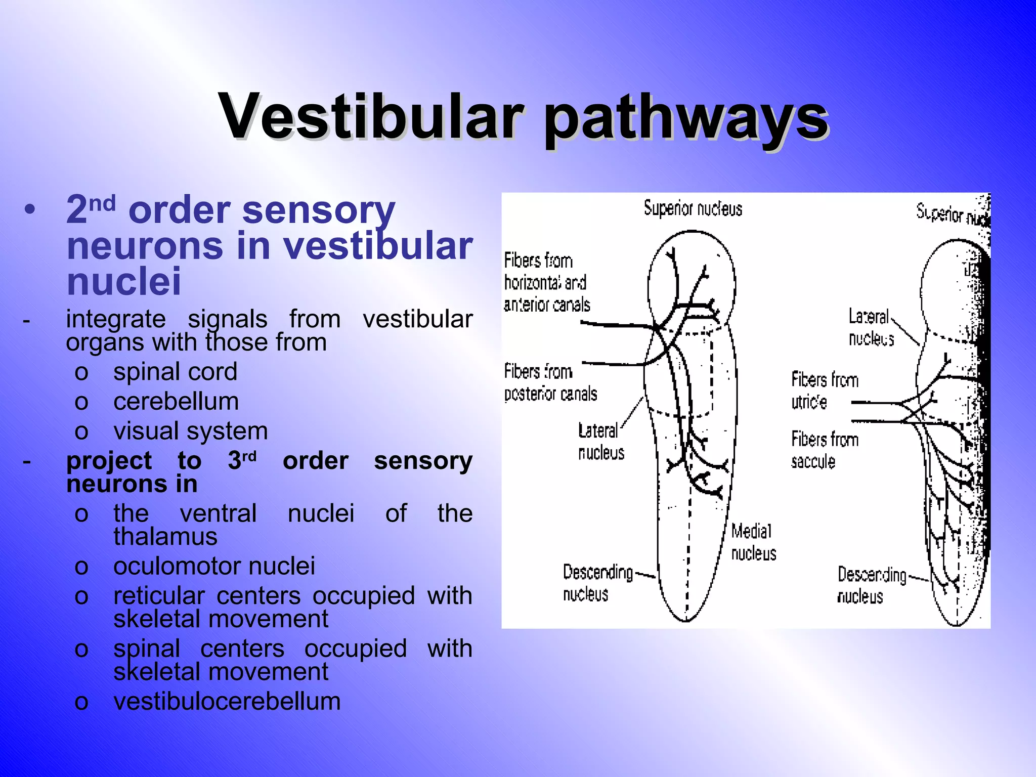 Physiology of equilibrium & balance | PPT