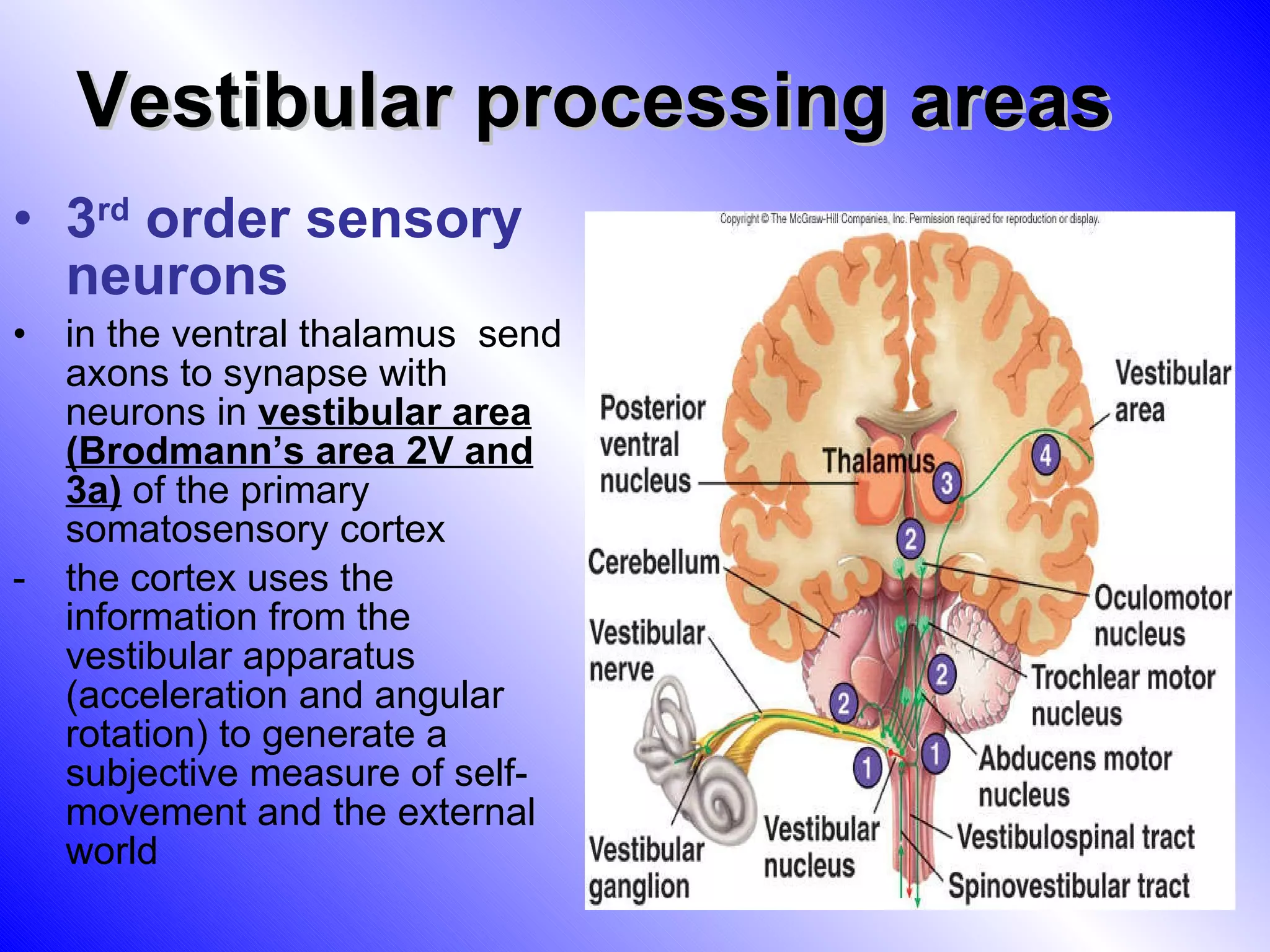 Physiology of equilibrium & balance | PPT
