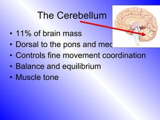 Physiology of equilibrium & balance | PPT