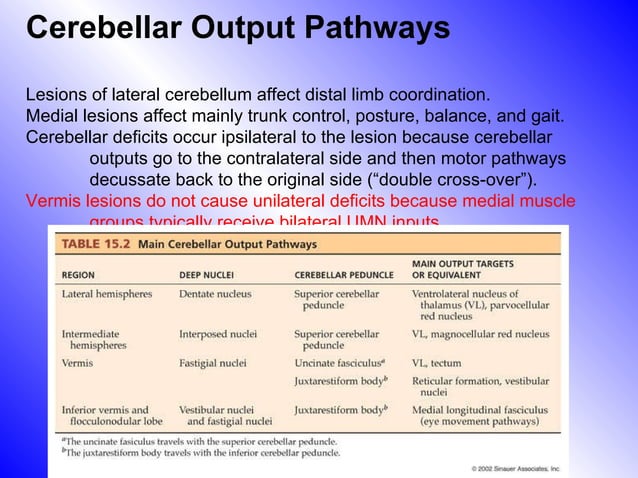 Physiology of equilibrium & balance | PPT | Brain and Nervous System ...