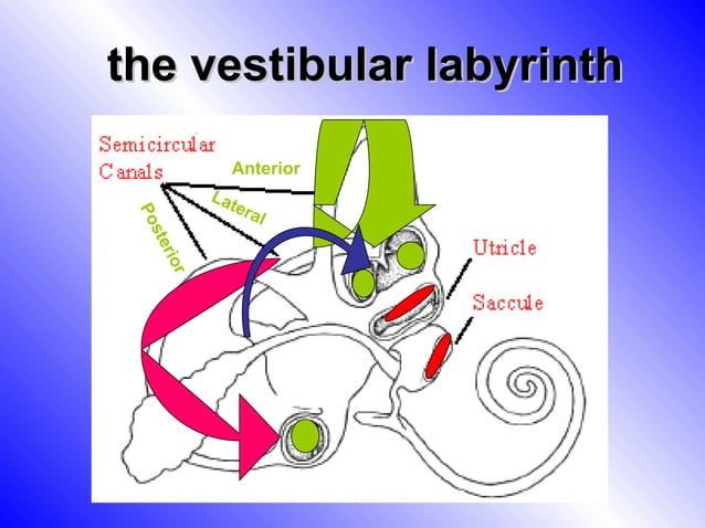 Physiology of equilibrium & balance | PPT | Brain and Nervous System ...