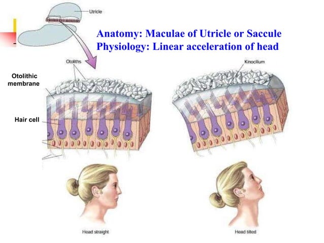 Physiology of equilibrium & balance | PPT | Brain and Nervous System ...