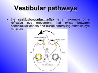 Physiology of equilibrium & balance | PPT