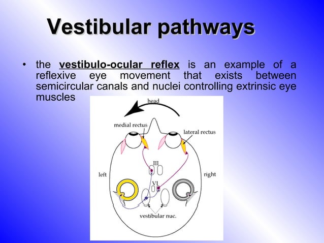 Physiology of equilibrium & balance | PPT | Brain and Nervous System ...