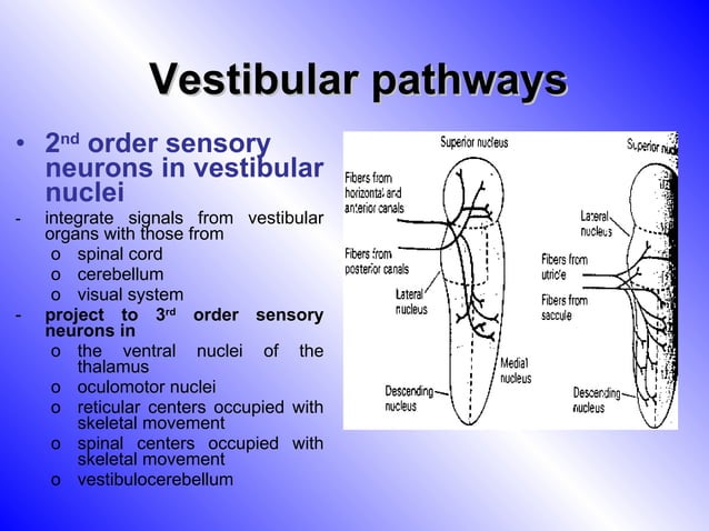 Physiology of equilibrium & balance | PPT | Brain and Nervous System ...