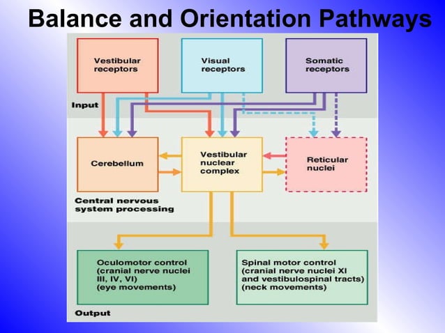 Physiology of equilibrium & balance | PPT | Brain and Nervous System ...