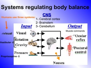 Physiology of equilibrium & balance | PPT