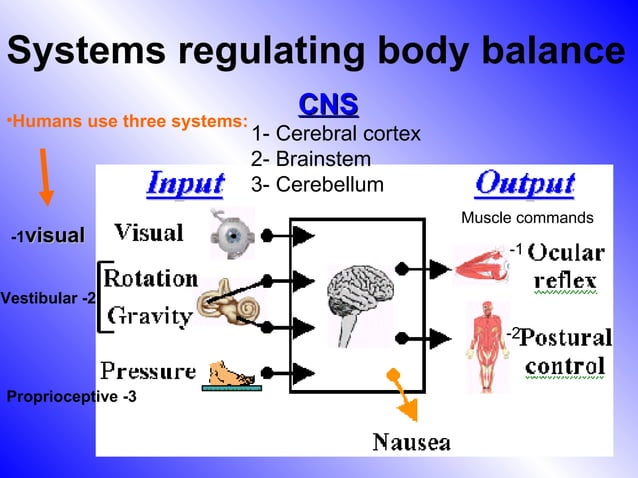 Physiology of equilibrium & balance | PPT | Brain and Nervous System ...