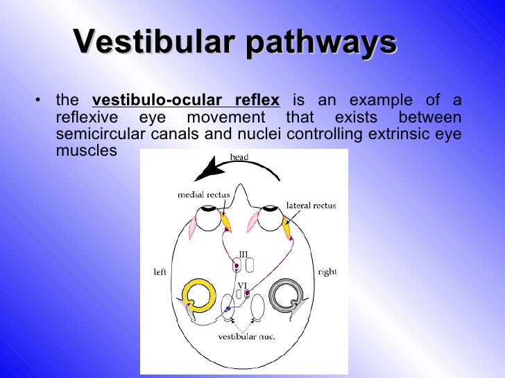 Physiology of equilibrium & balance