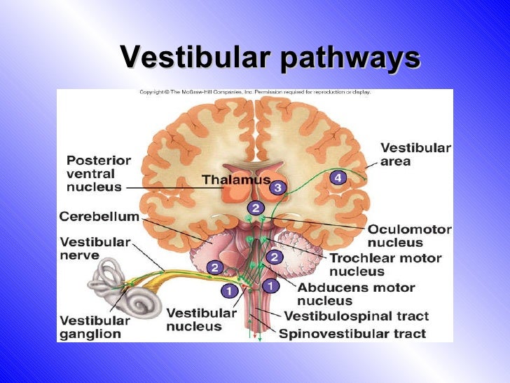 Vestibular Pathways To The Thalamus And Cortex – PEHHNU
