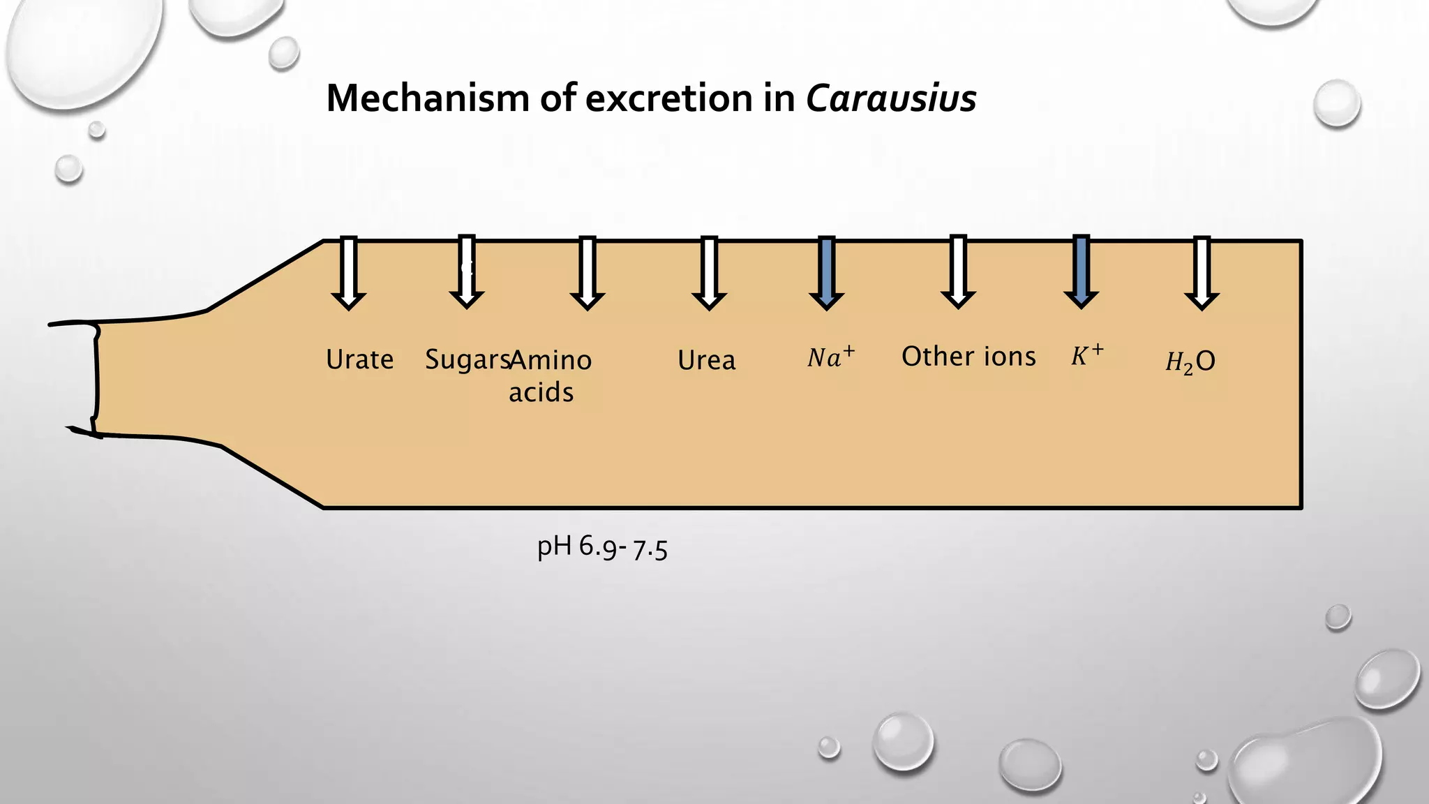 Physiology of excretion in insects | PPTX