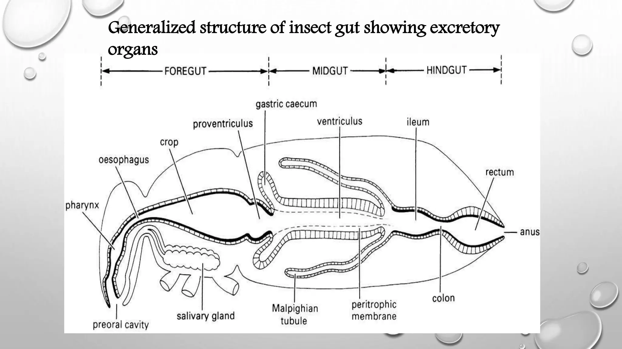 Physiology of excretion in insects | PPTX