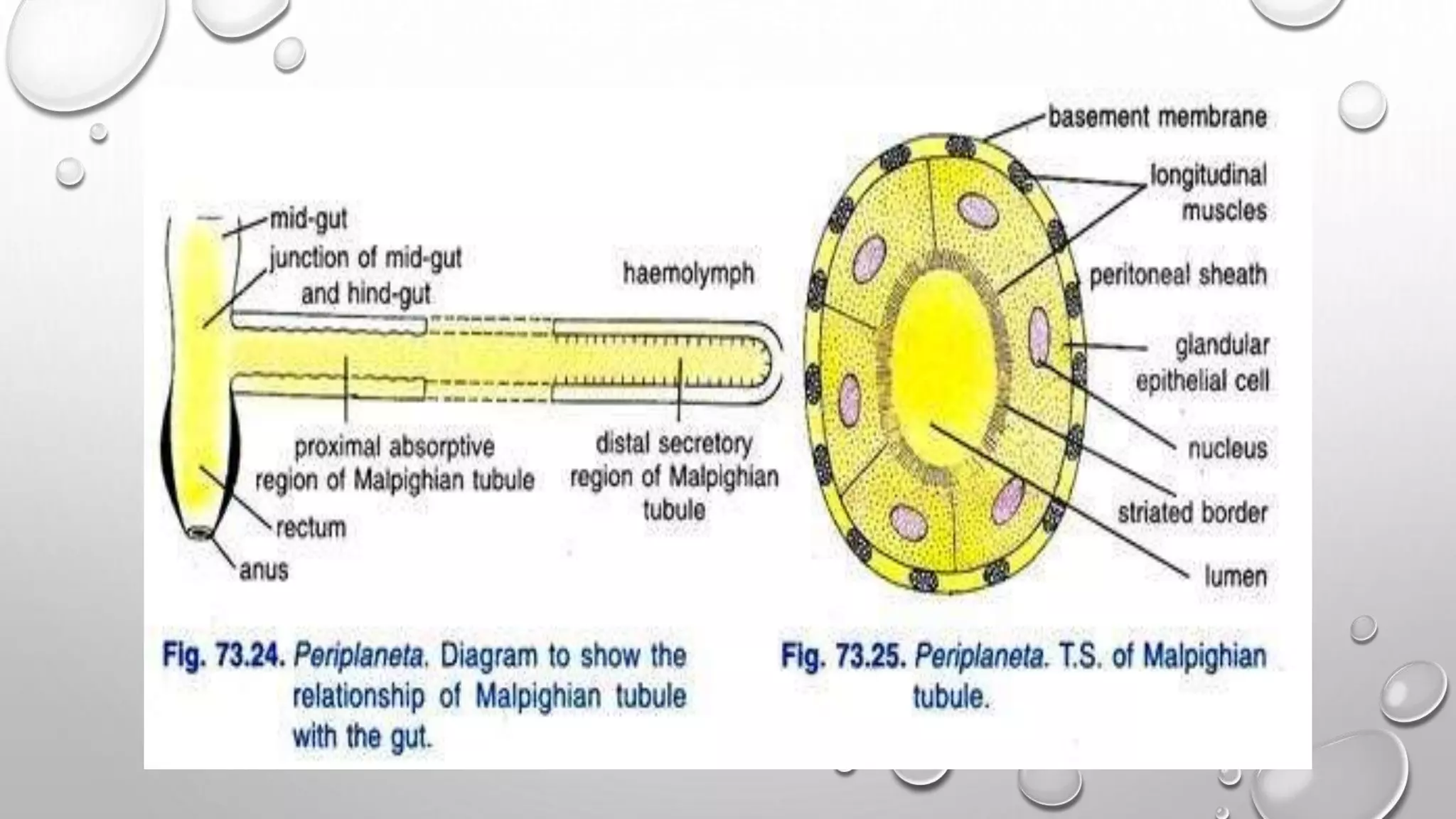 Physiology of excretion in insects | PPTX
