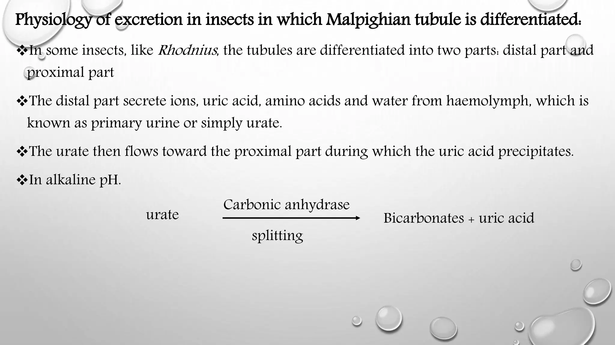 Physiology of excretion in insects | PPTX