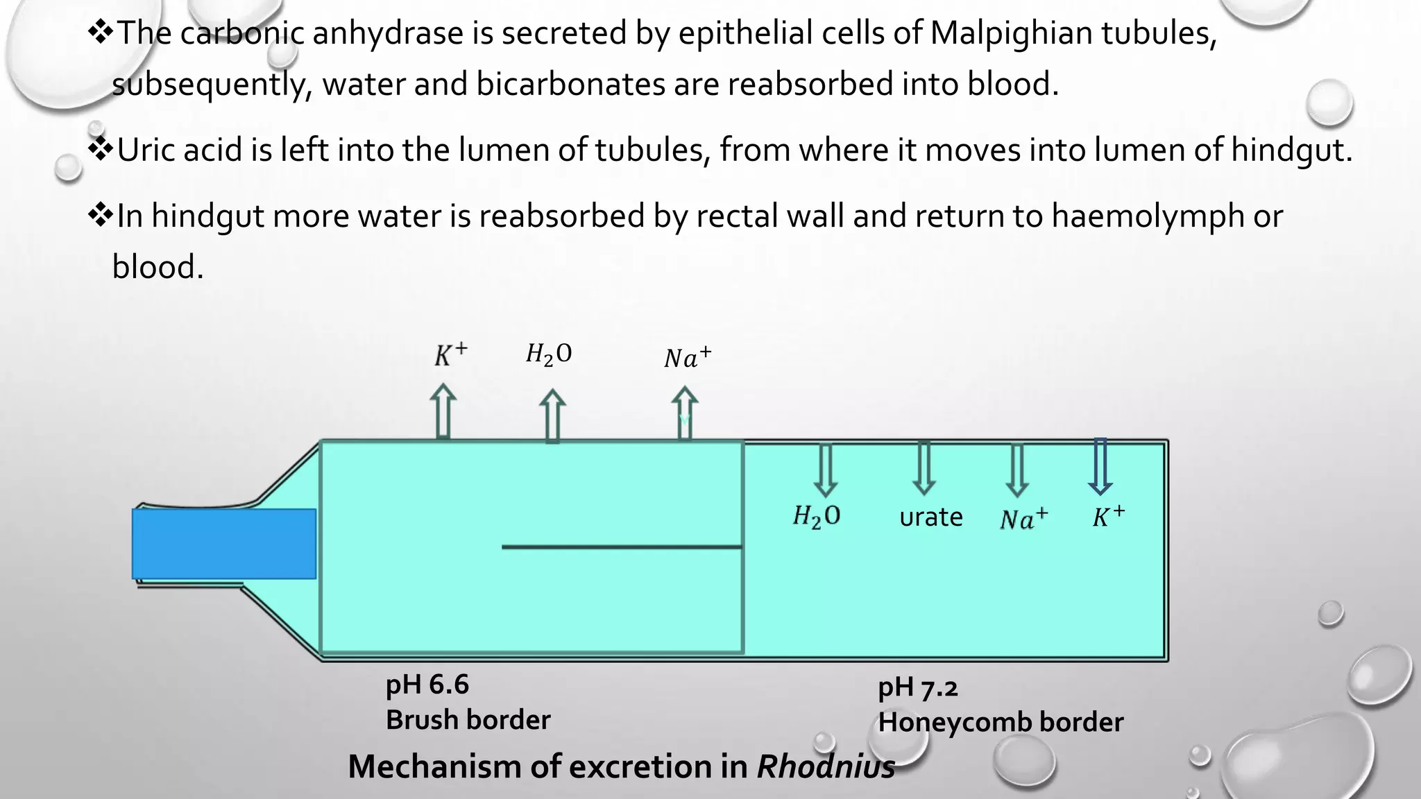 Physiology of excretion in insects | PPTX