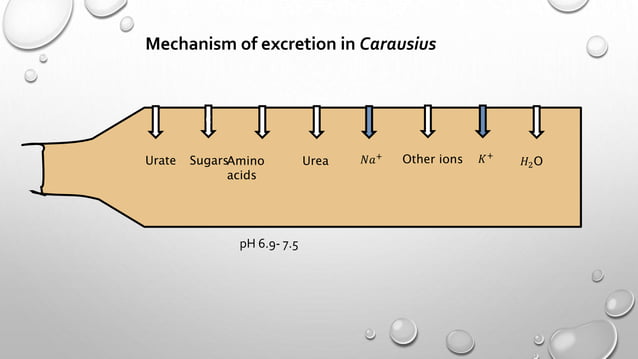 Physiology of excretion in insects | PPTX