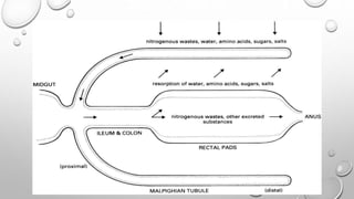 Physiology of excretion in insects | PPTX