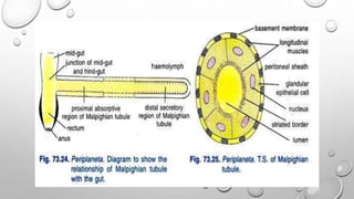 Physiology of excretion in insects | PPTX