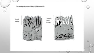 Physiology of excretion in insects | PPTX
