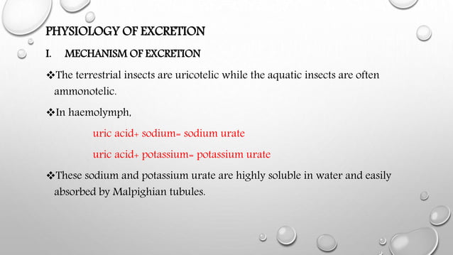Physiology of excretion in insects | PPTX