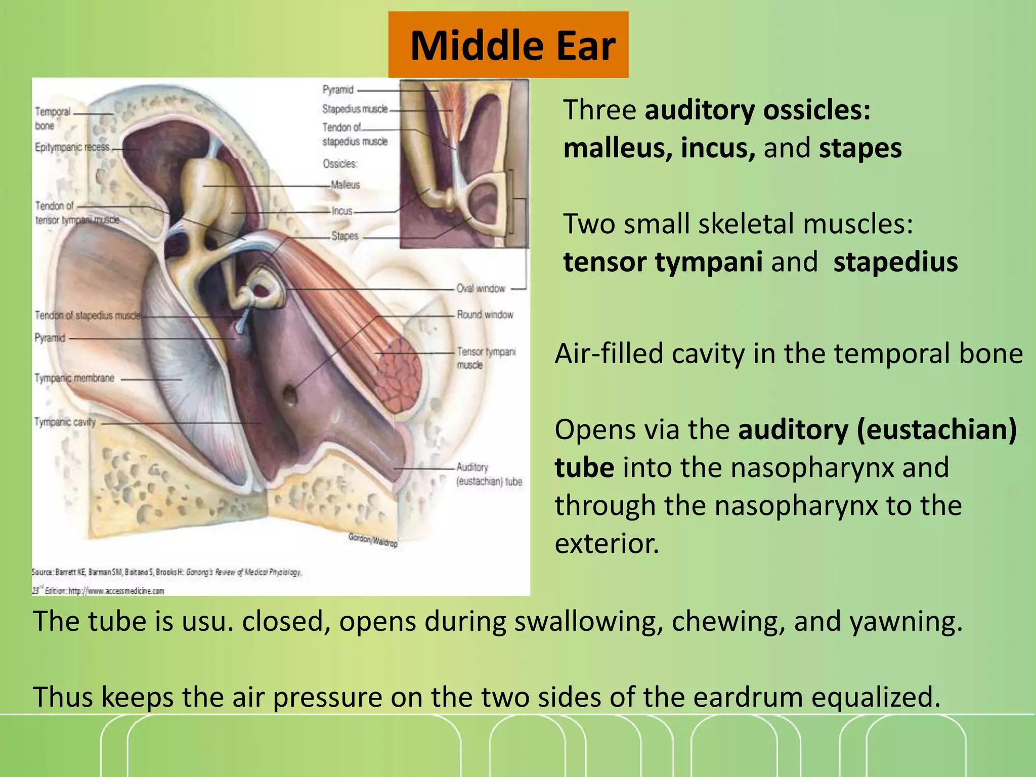 Physiology of external, middle and inner ear | PPTX