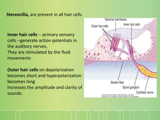 Physiology of external, middle and inner ear | PPTX