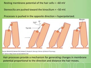 Physiology of external, middle and inner ear | PPTX