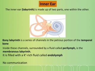 Physiology of external, middle and inner ear | PPTX