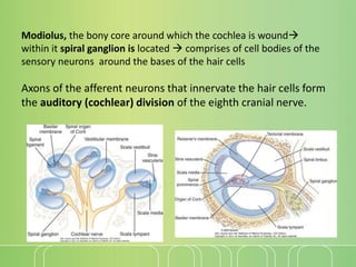 Physiology of external, middle and inner ear | PPTX