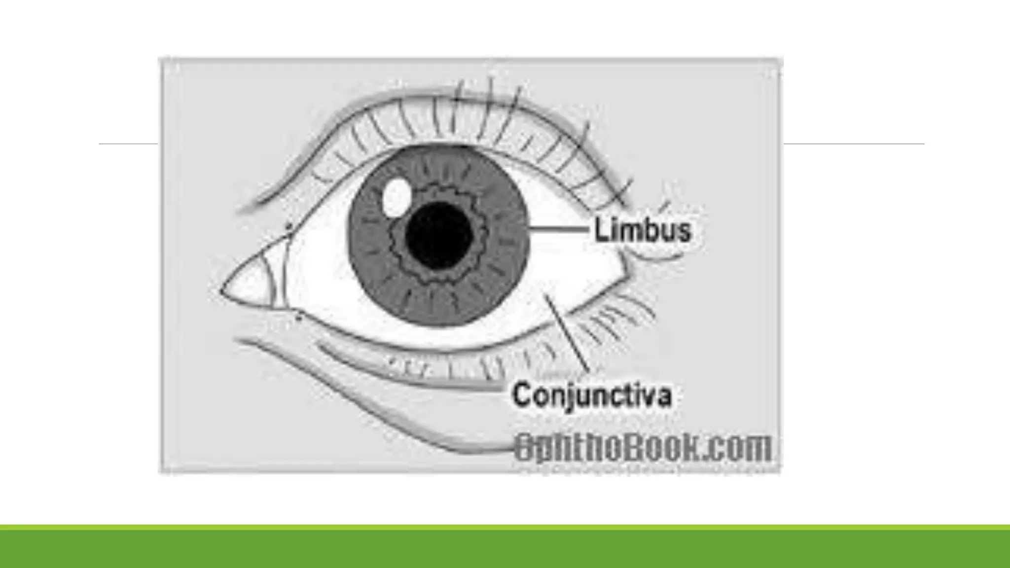 Physiology of eye | PPTX