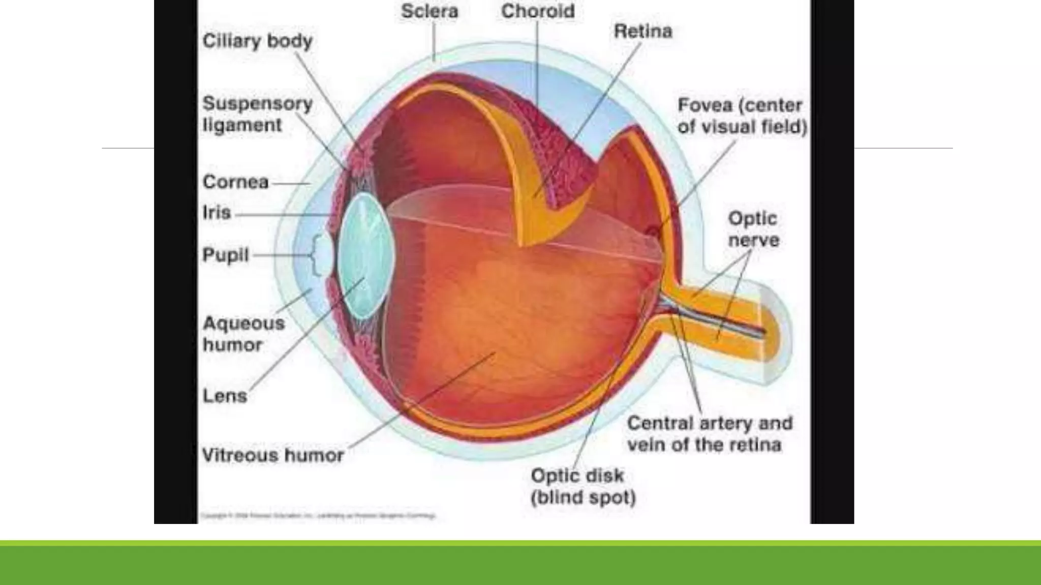 Physiology of eye | PPTX
