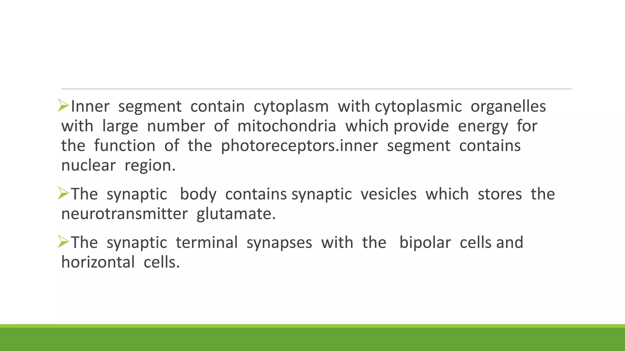 Physiology of eye | PPTX