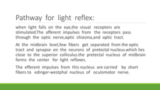 Physiology of eye | PPTX