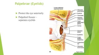 PHYSIOLOGY OF EYE.pptx
