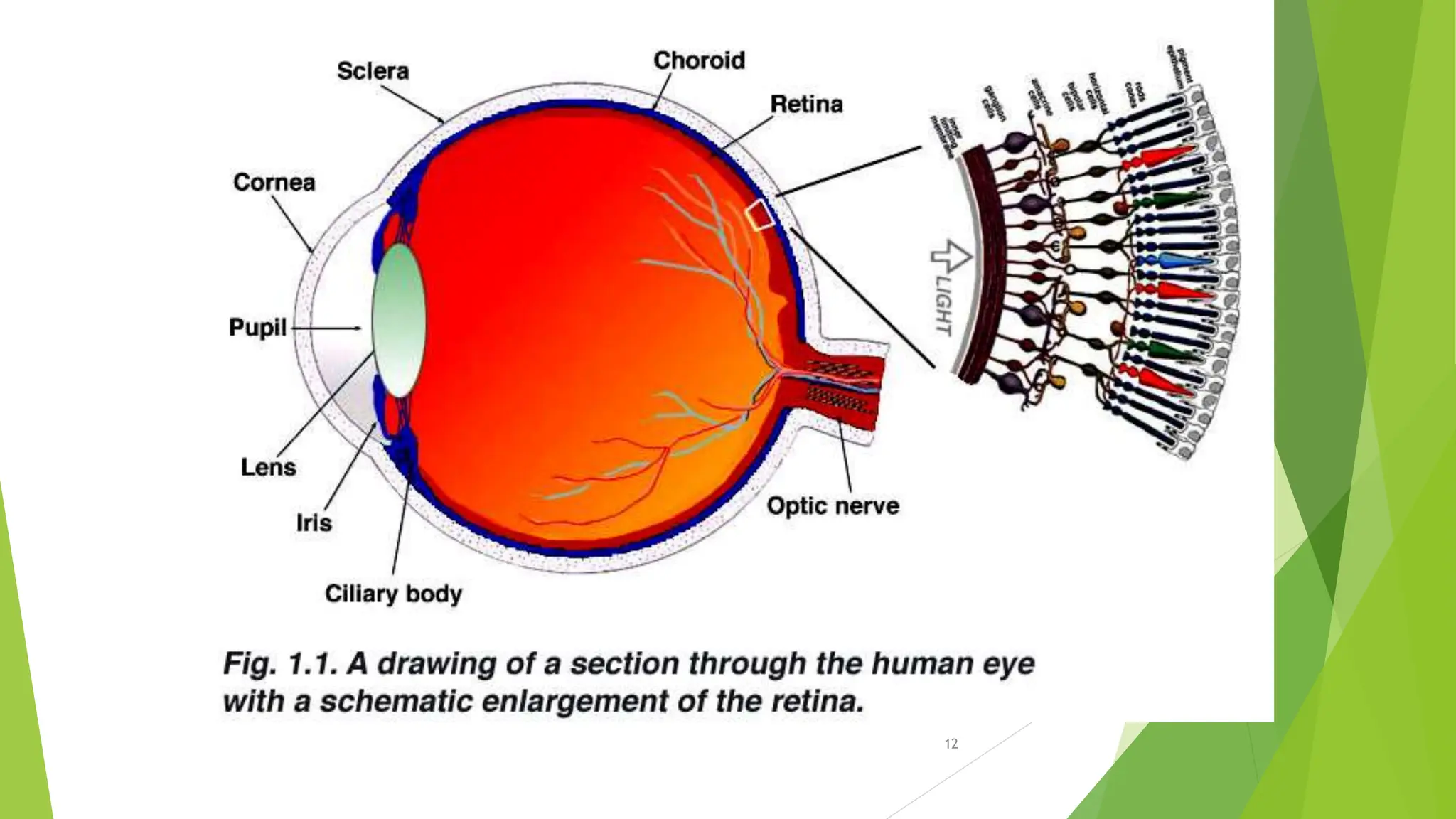 PHYSIOLOGY OF EYE.pptx